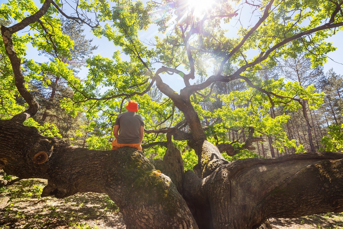 Navigating Oak Season with Allergies: Allergist Tips and Tricks