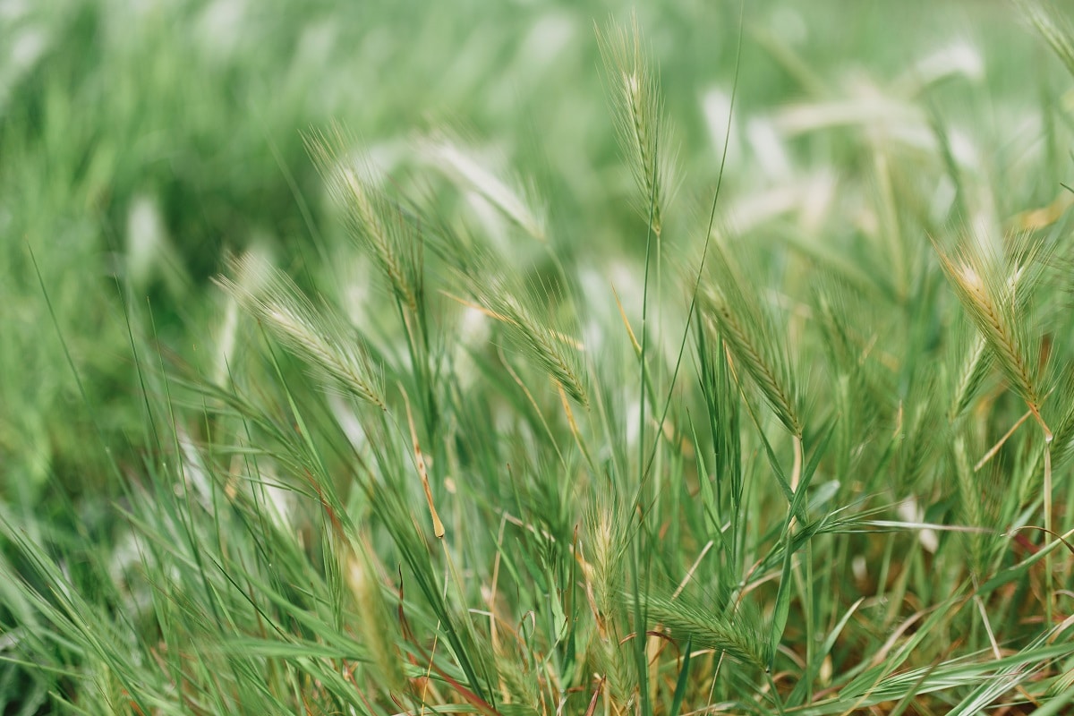 Beating Grass Pollen Allergies in Texas: Tips and Strategies